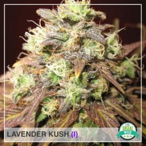 Cannabis Strains, Marijuana Strains - The Social Weed