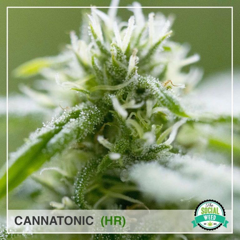Cannatonic - The Social Weed