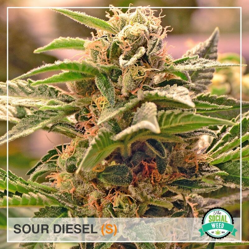 Sour Diesel Sativa Strain - The Social Weed