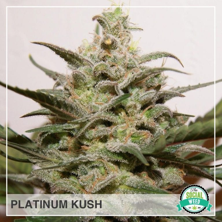 Platinum Kush - The Social Weed