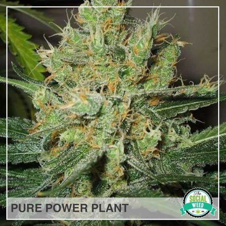 Pure Power Plant - The Social Weed