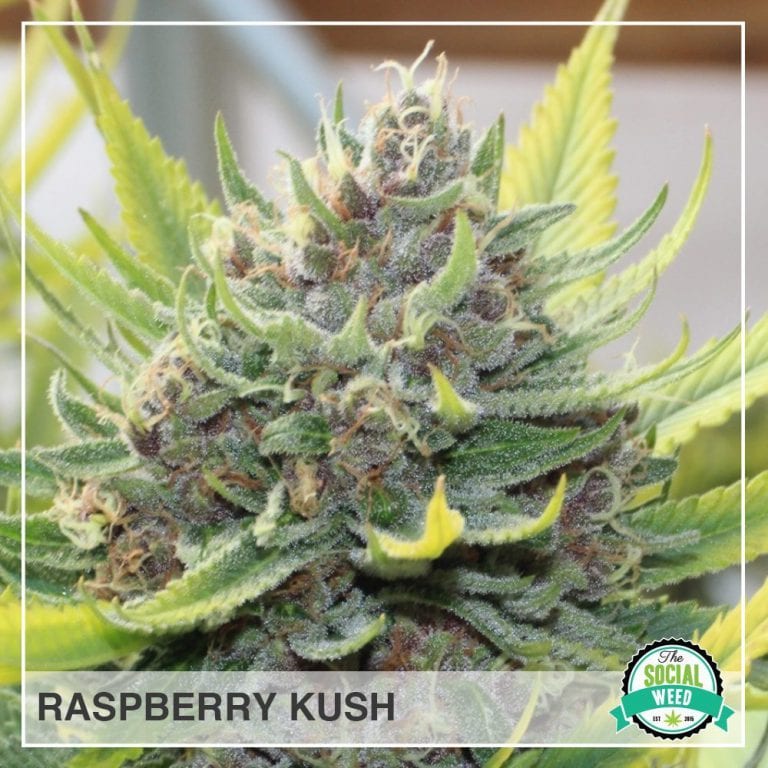 Raspberry Kush - The Social Weed