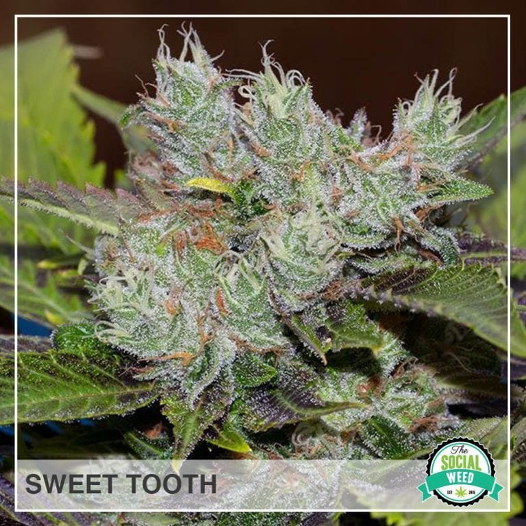 Sweet Tooth - The Social Weed