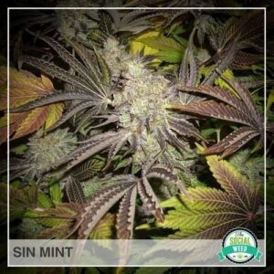SinMint - The Social Weed