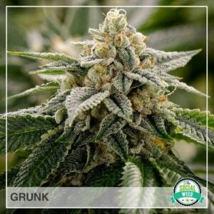 Grunk - The Social Weed